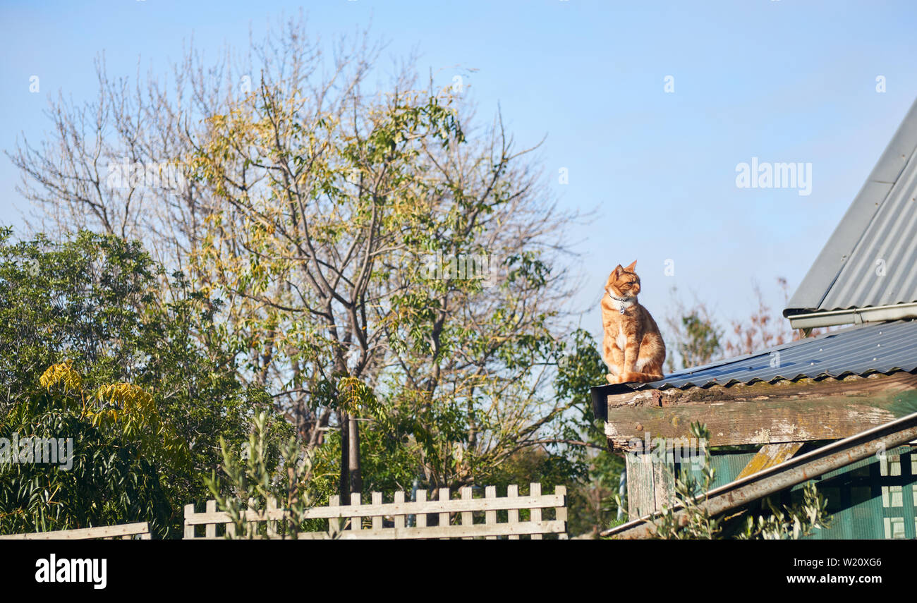 Suburban cat hi-res stock photography and images - Alamy