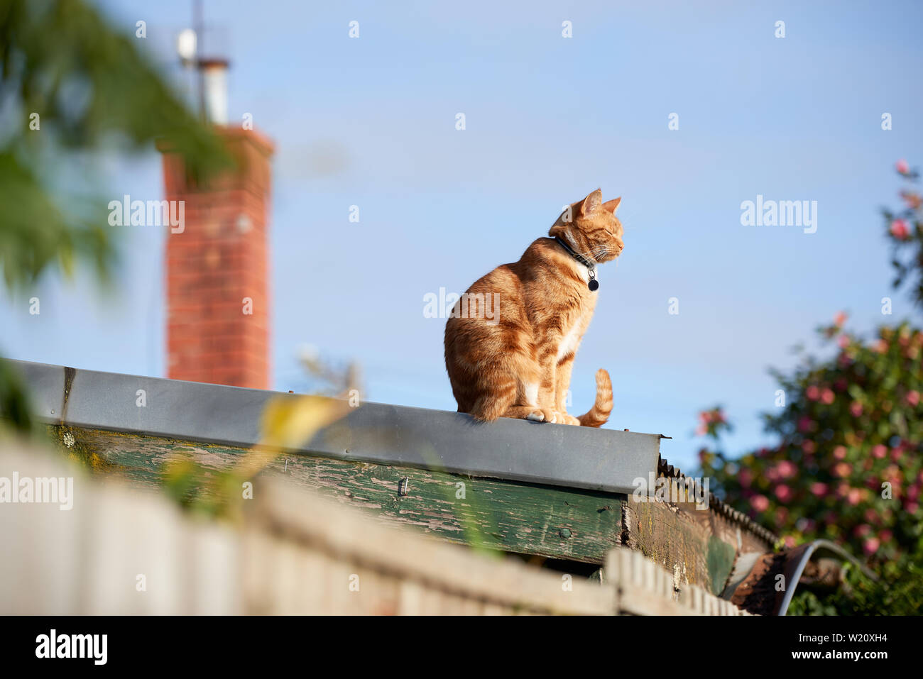 House cat sitting on roof hi-res stock photography and images - Alamy
