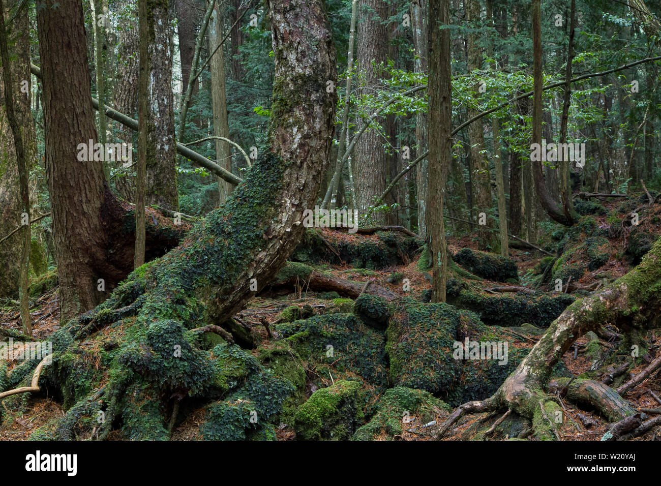 Aokigahara hi-res stock photography and images - Alamy