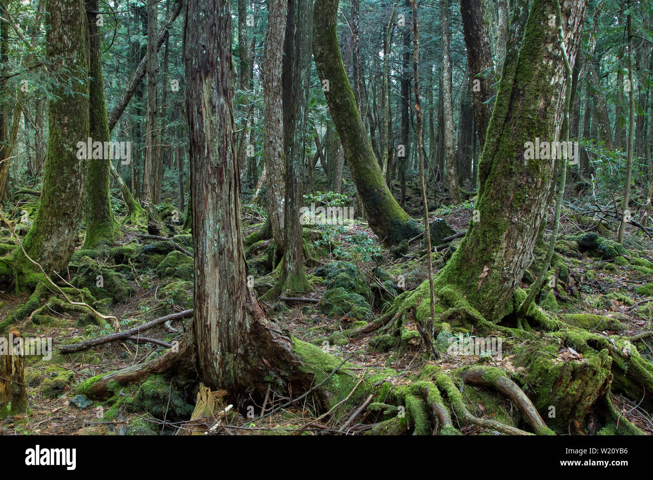 Aokigahara Forest, known as the suicide forest, near Mount Fuji in ...
