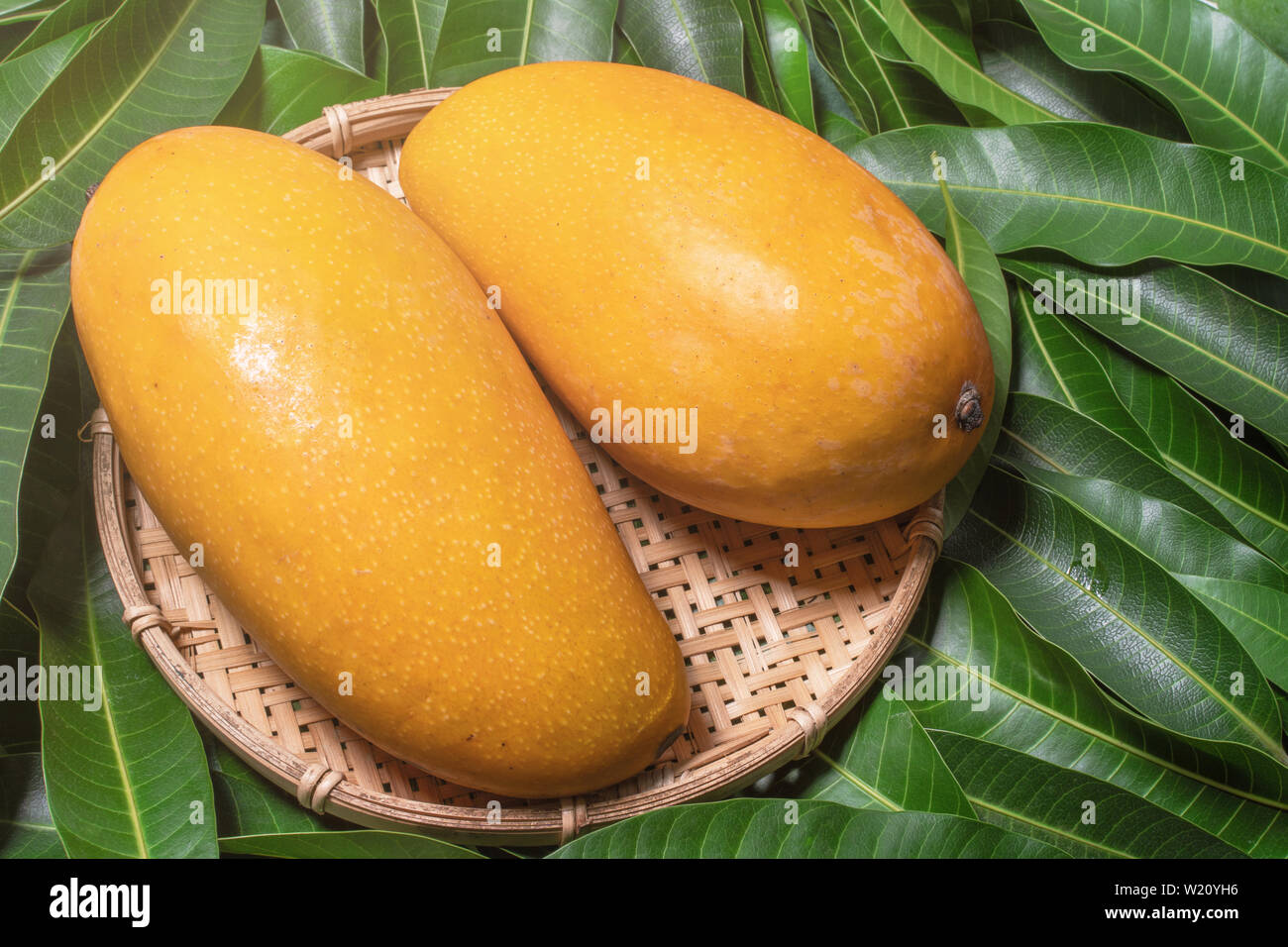 Fresh juicy beautiful mango fruit in bamboo sieve over green leaf ...