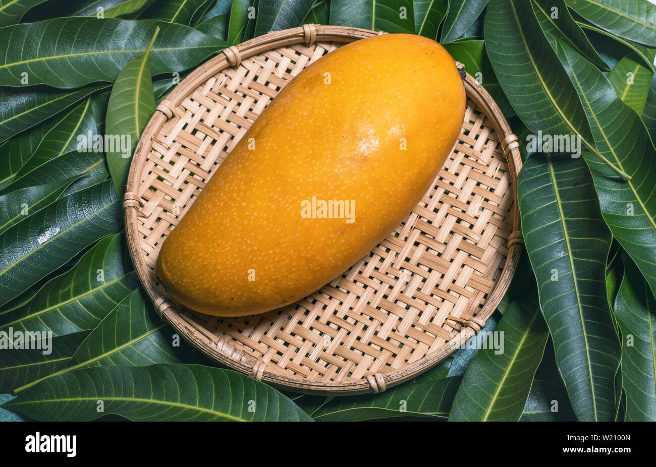 Fresh juicy beautiful mango fruit in bamboo sieve over green leaf ...