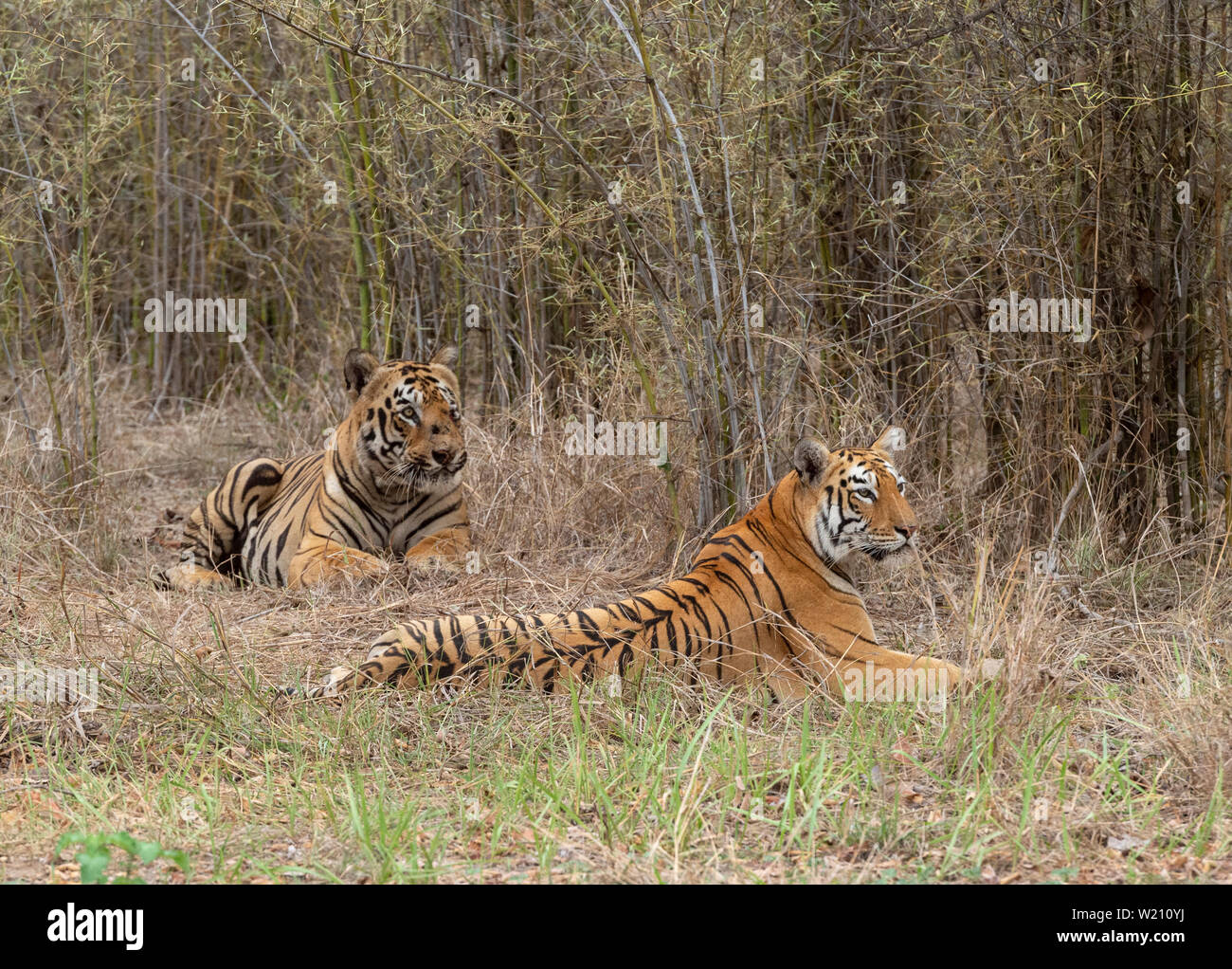 male and Female tigers in courtship at Tadoba Andhari Tiger Reserve ...