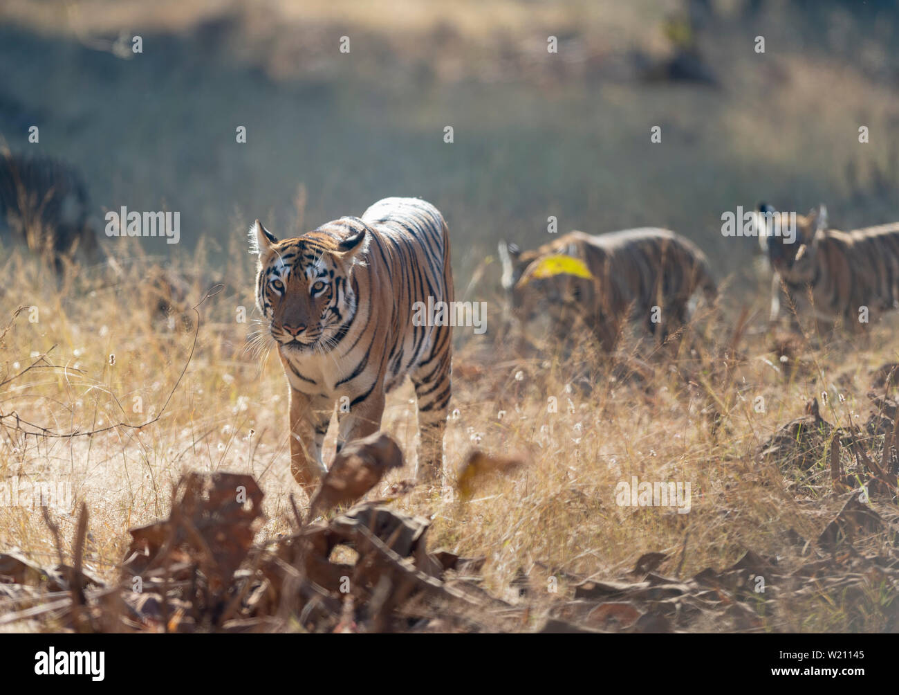 Tigress Maya walking with her Cubs at Tadoba Andhari Tiger Reserve ...