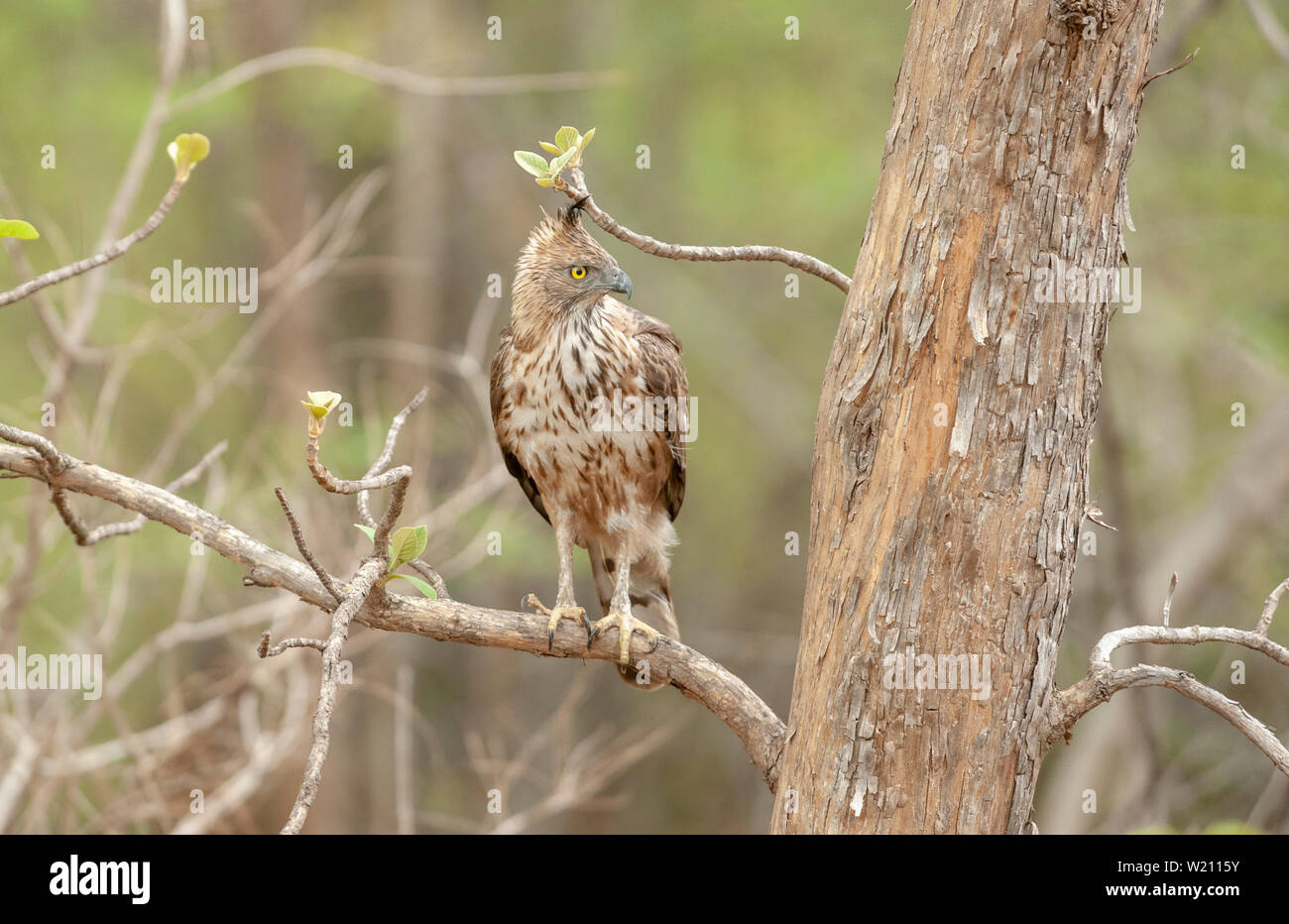 Changeable Hawk Eagle at Tadoba Andhari Tiger Reserve,Maharashtra,india ...