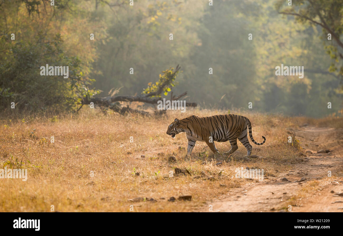 Kuwhani female of Kolsa Zone crossing the road in the evening light at ...