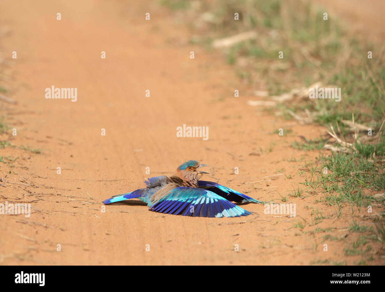 Indian Roller Bird taking Dust Bath on the road at Tadoba Andhari Tiger ...