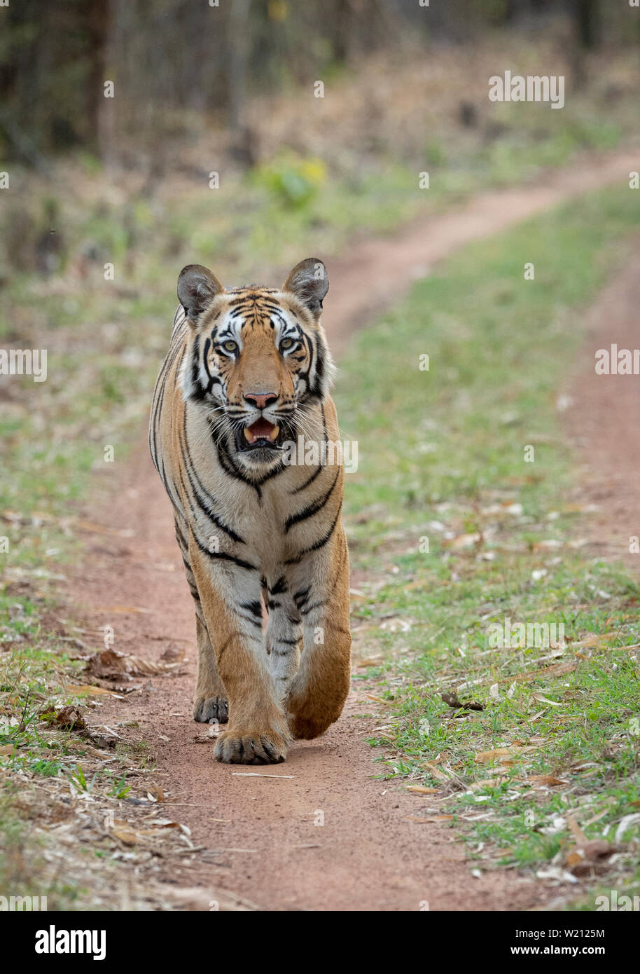 Sub-adult Male tiger from Kolsa Zone walkingin the road at Tadoba ...
