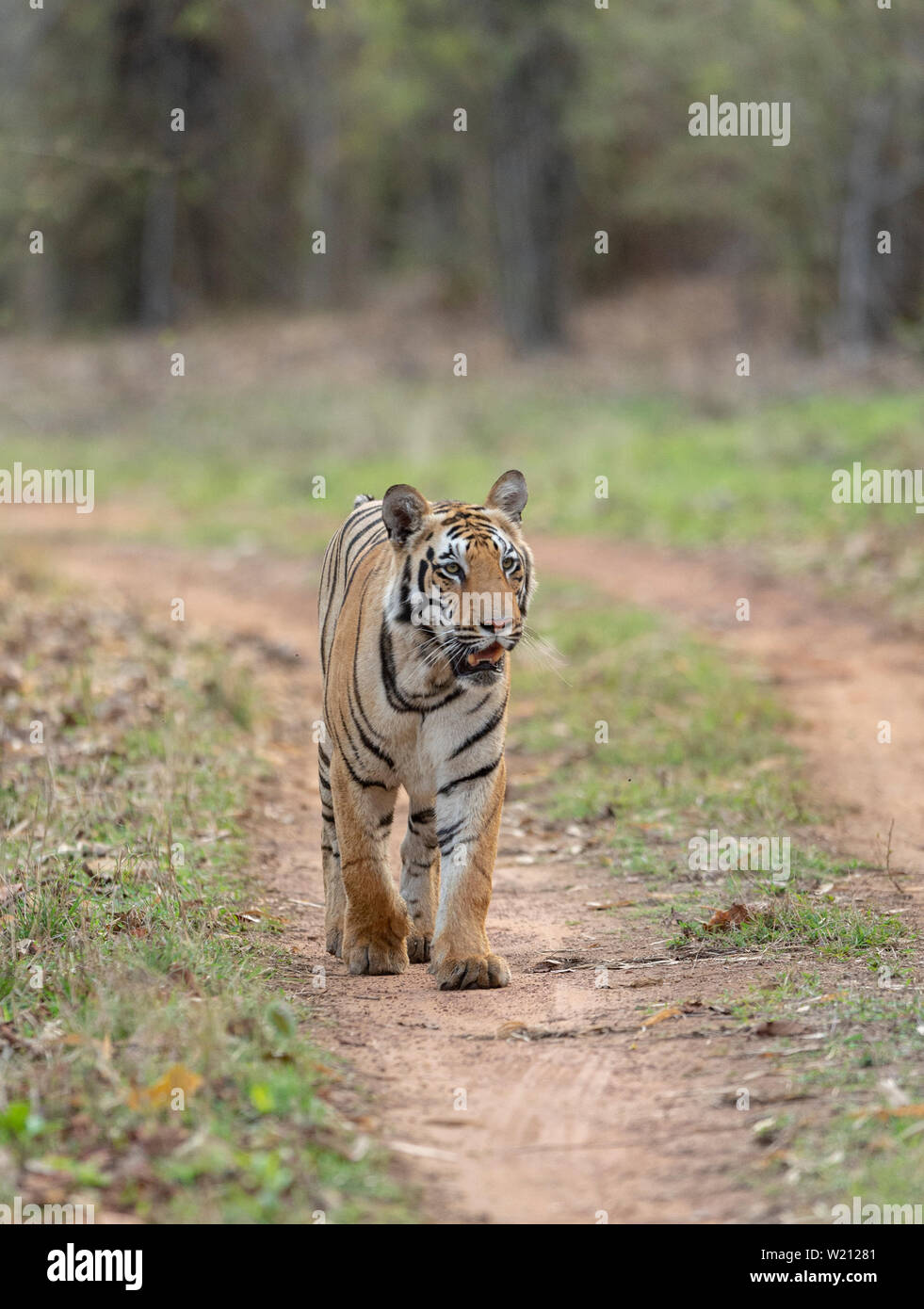Subadult Male tiger from Kolsa Zone at Tadoba Andhari Tiger Reserve ...