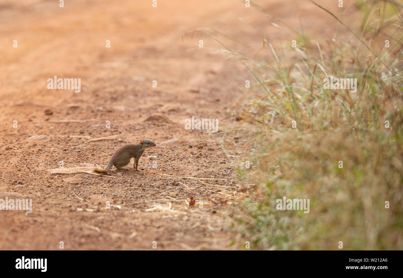 Mammal shrew tree hi-res stock photography and images - Alamy