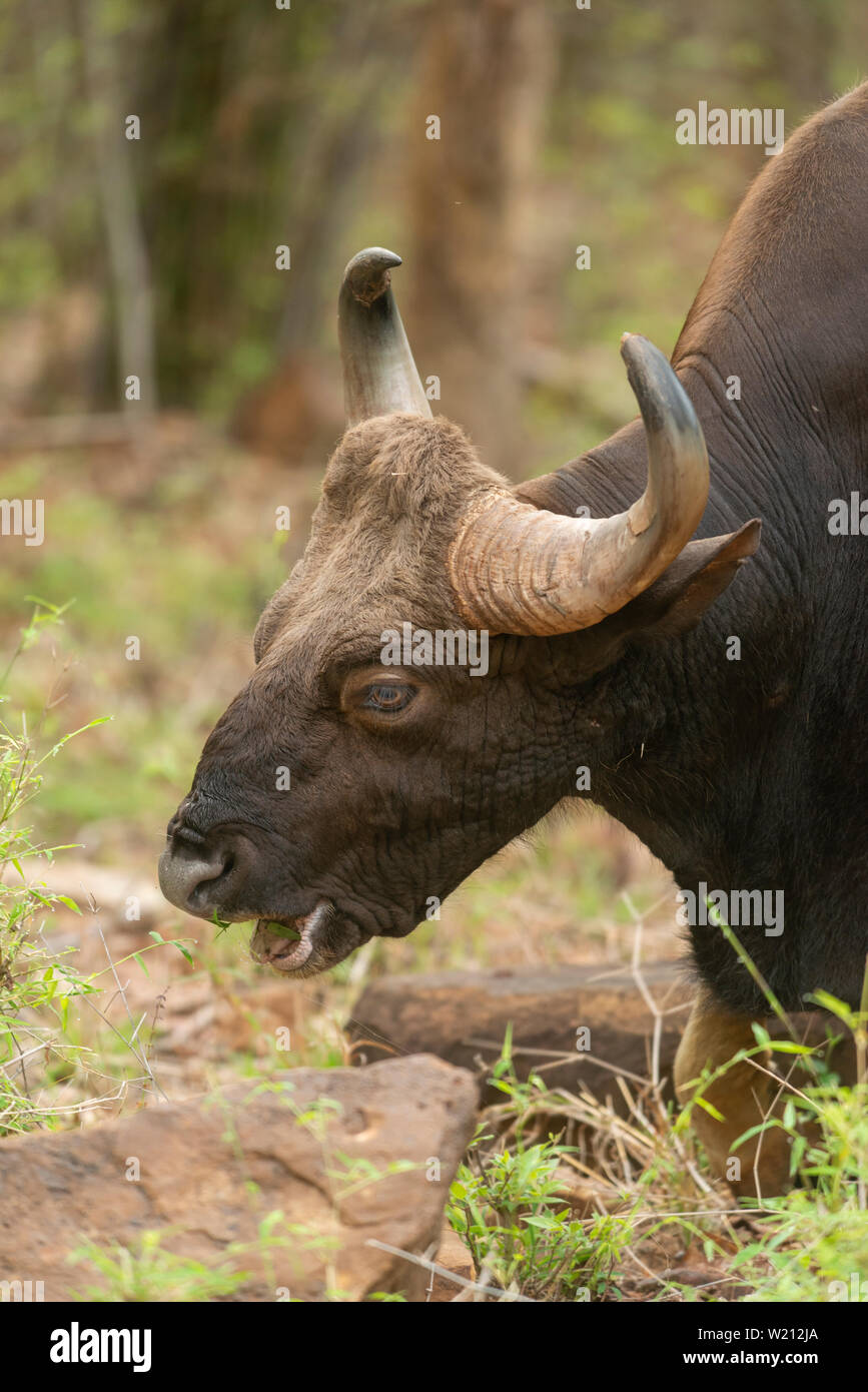 Indian gaur Grazing at Tadoba Andhari Tiger Reserve,Chandrapur ...