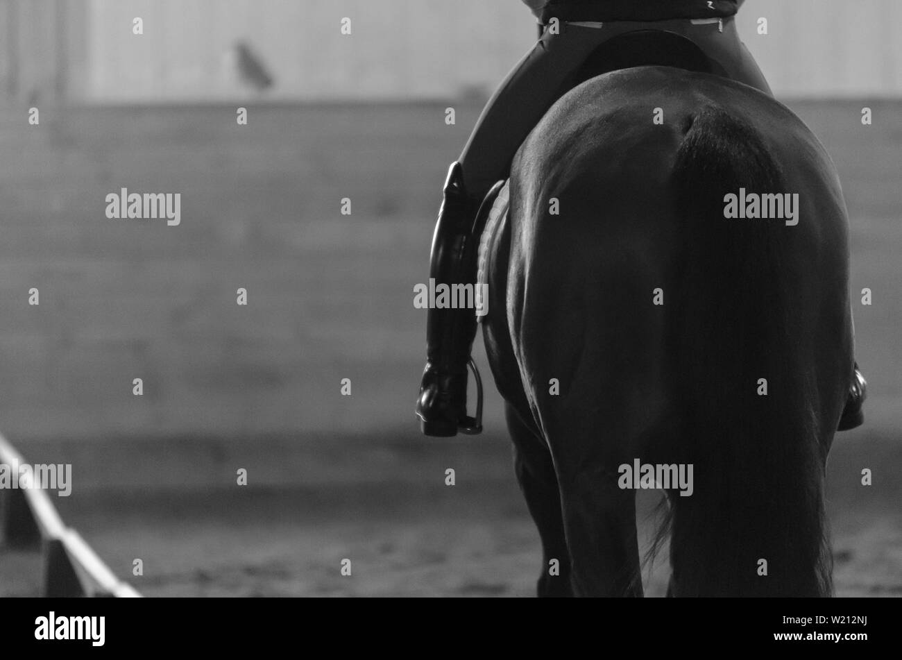 horseback riding in the arena Stock Photo - Alamy