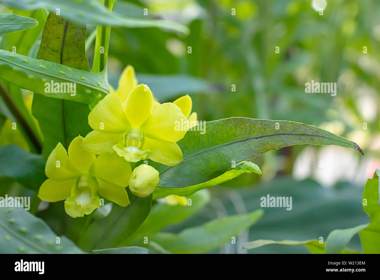 Beautiful Green Orchids
