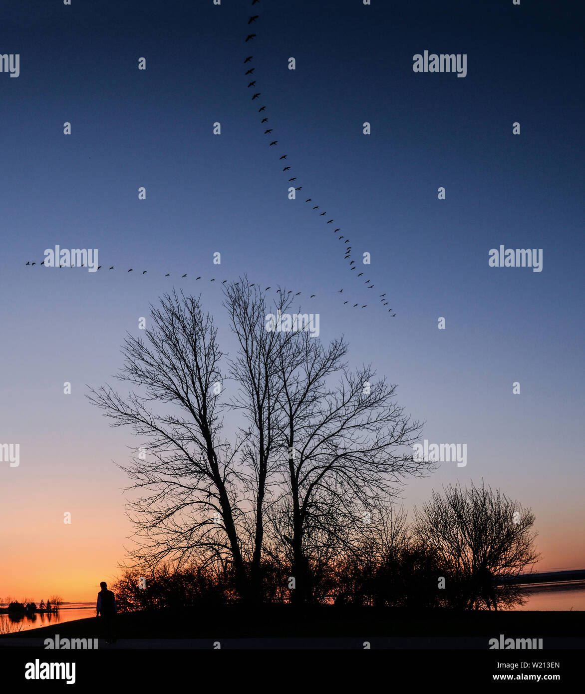 Flying ducks hi-res stock photography and images - Alamy