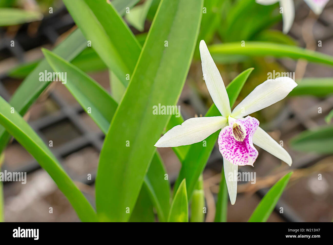White cattleya orchid hi-res stock photography and images - Alamy