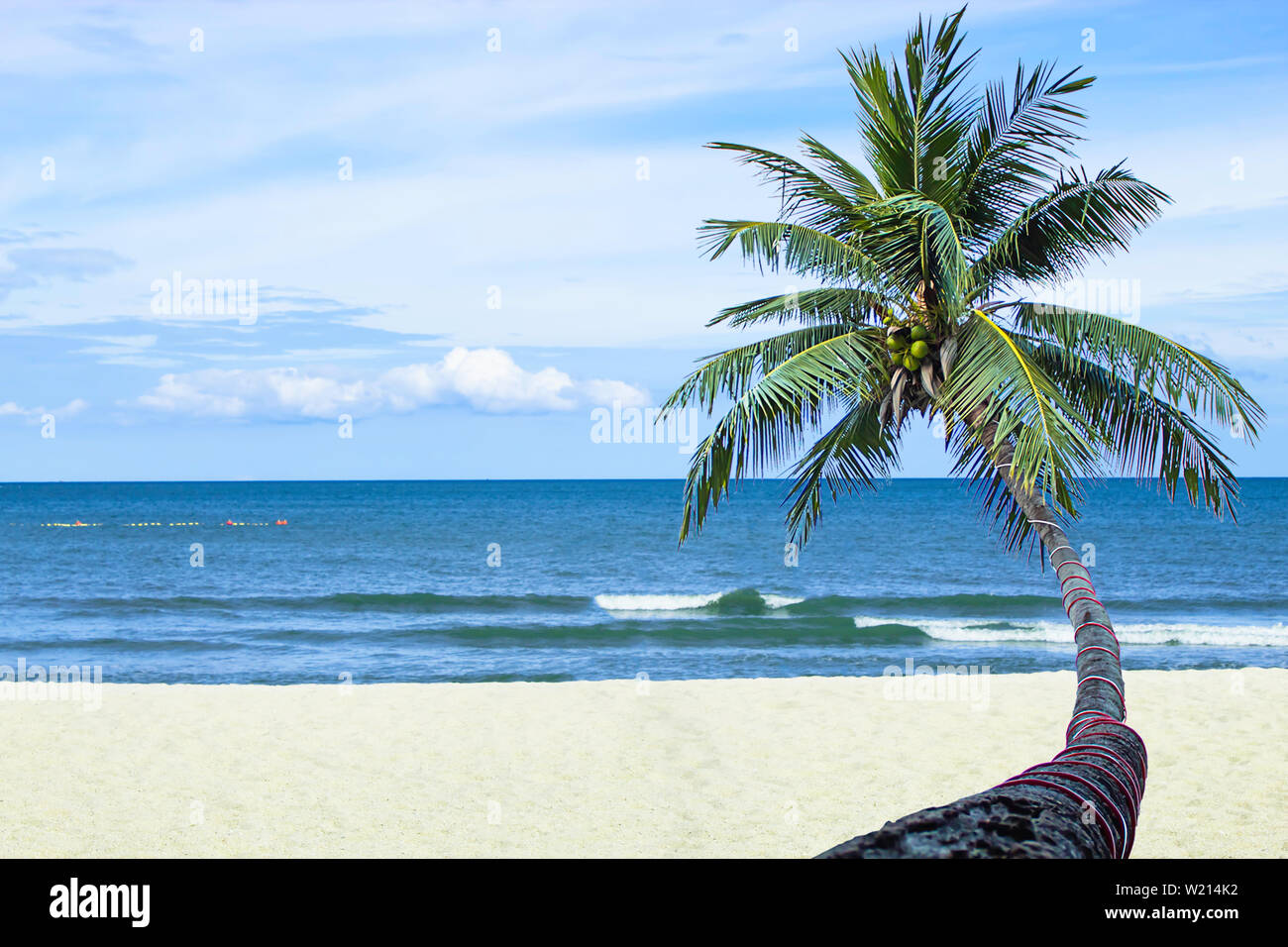 Coconut tree on the beach in summer Background sea and the bright sky ...
