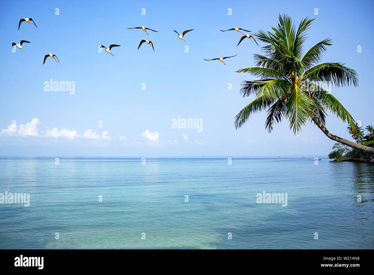 View flock birds soaring hi-res stock photography and images - Alamy
