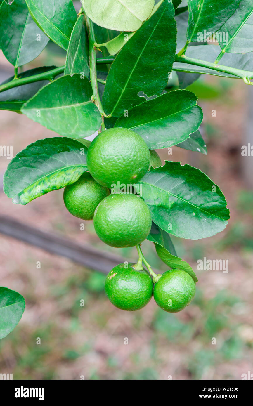 Green lemon tree hi-res stock photography and images - Alamy