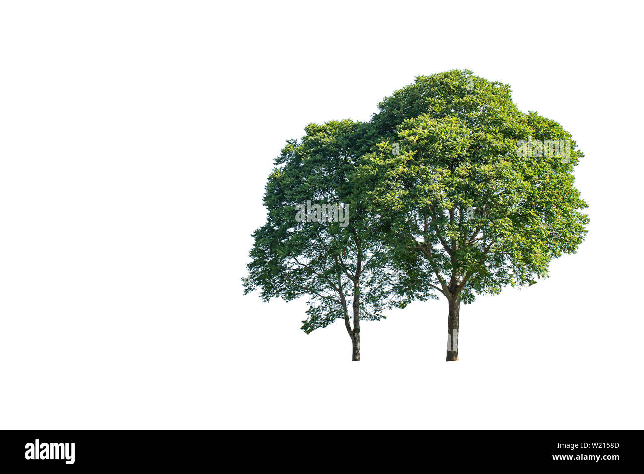 Isolated Bright green tree on a white background with clipping path ...