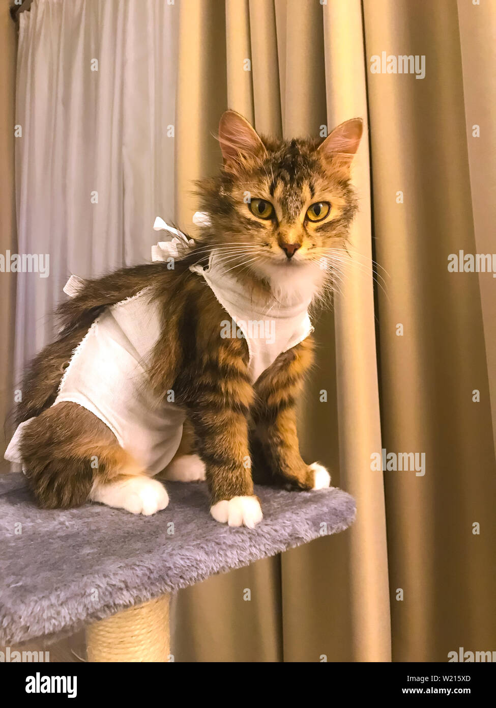 Cat in medical bandage after surgery Stock Photo - Alamy