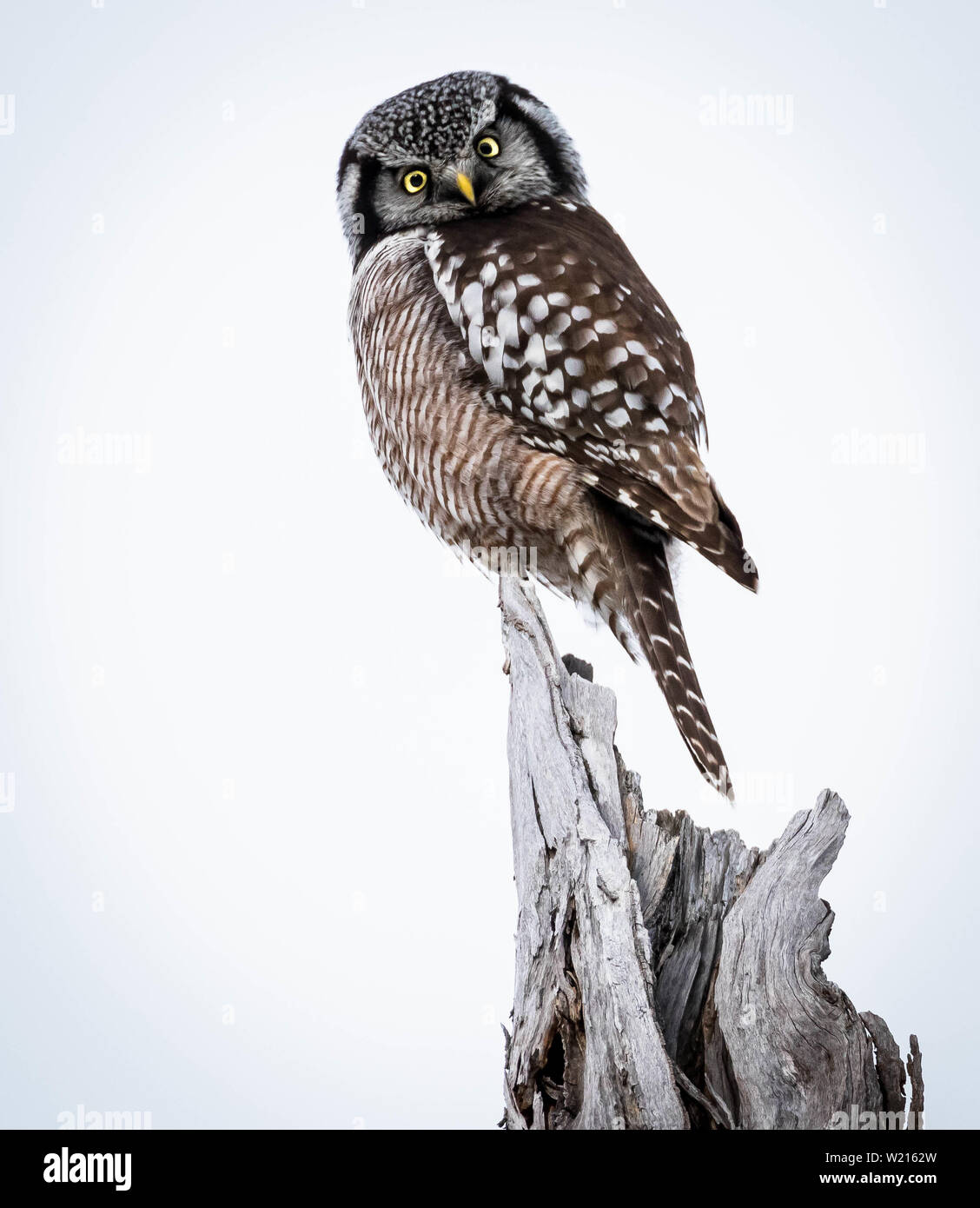 Alaska northern hawk owls hi-res stock photography and images - Alamy