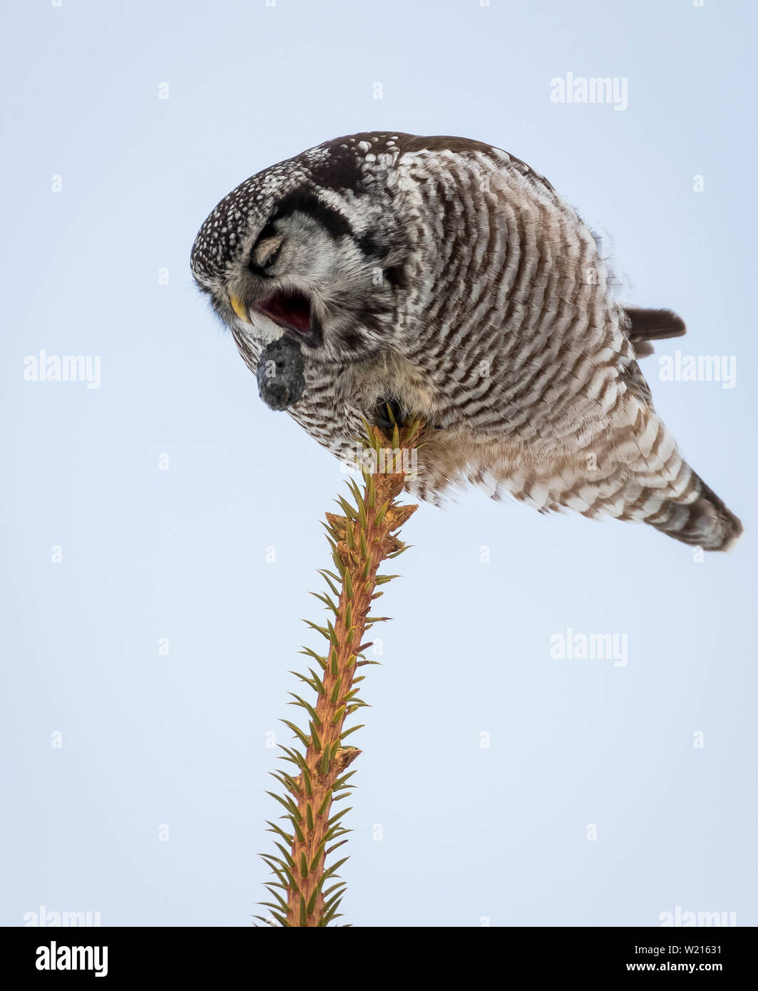 Alaska northern hawk owls hi-res stock photography and images - Alamy