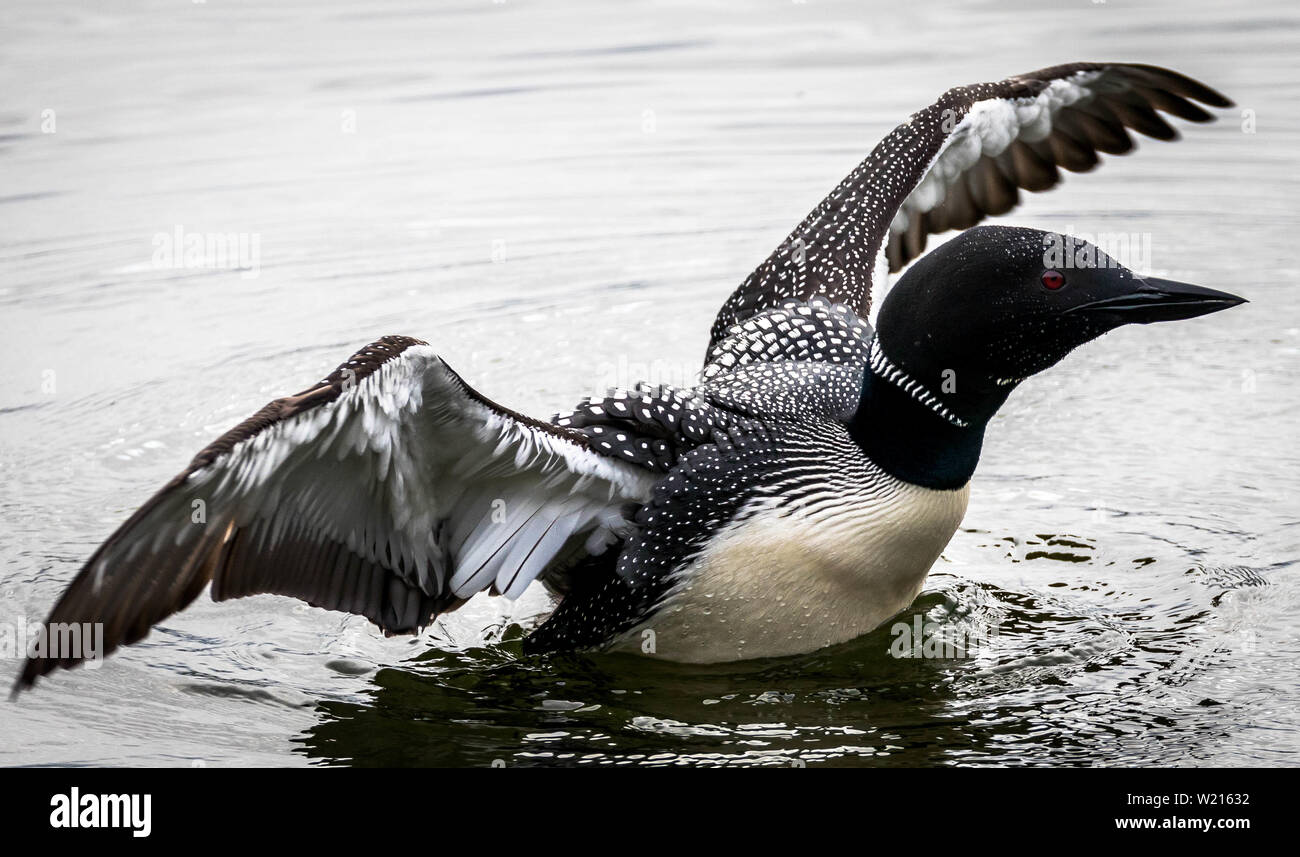 common loon stretching its wings Stock Photo - Alamy