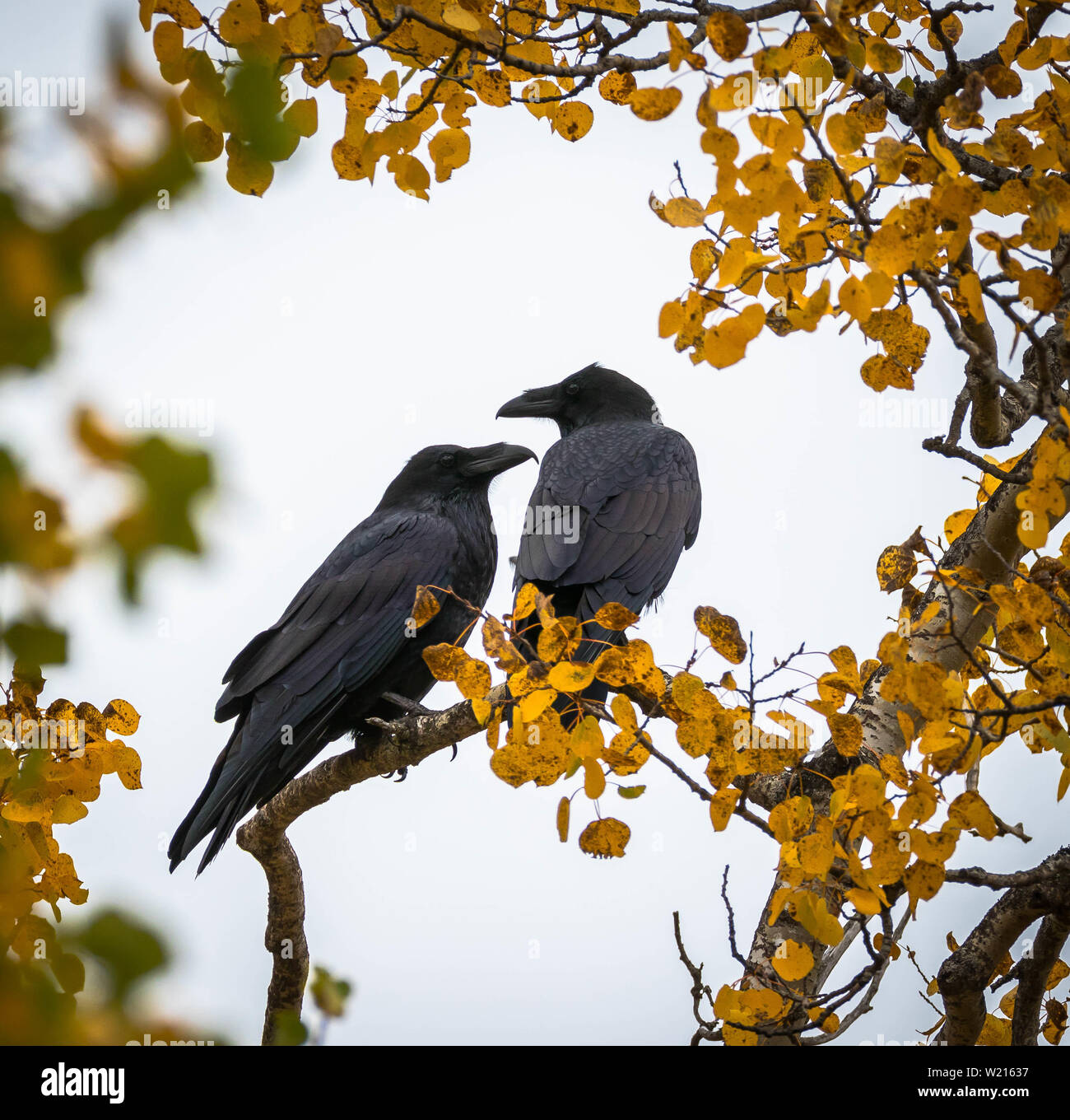 Common raven alaska hi-res stock photography and images - Alamy