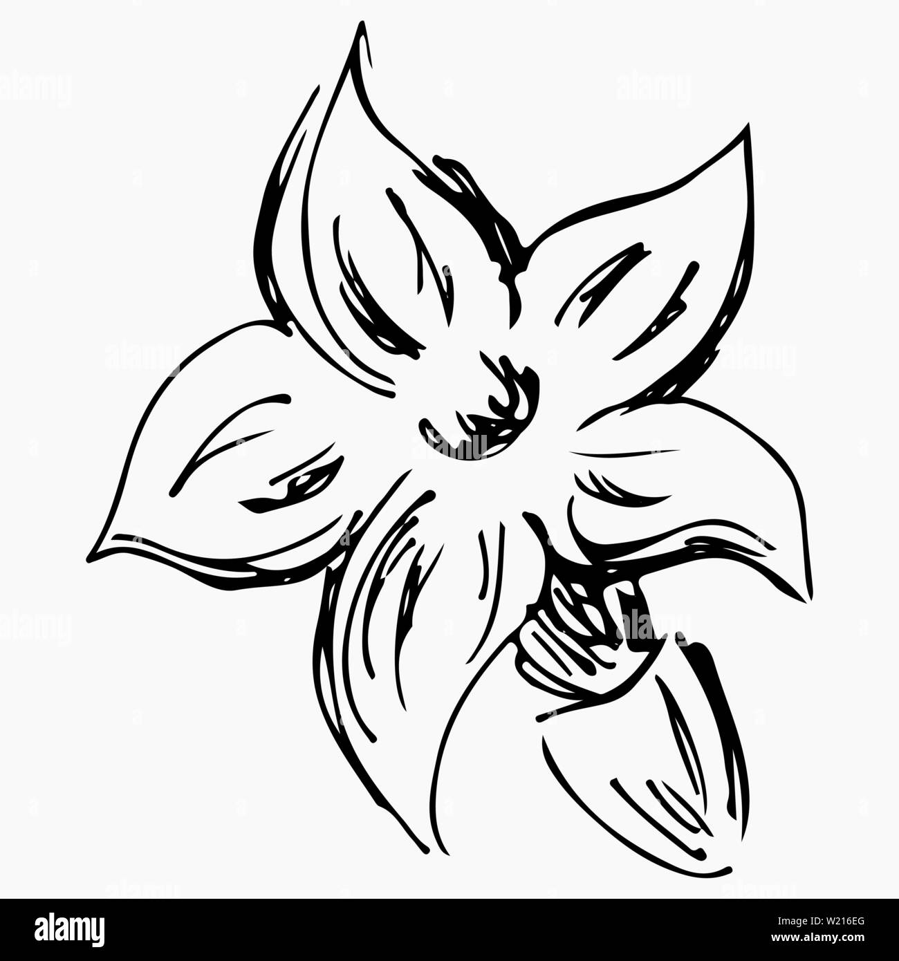 Bittersweet Flower Drawing