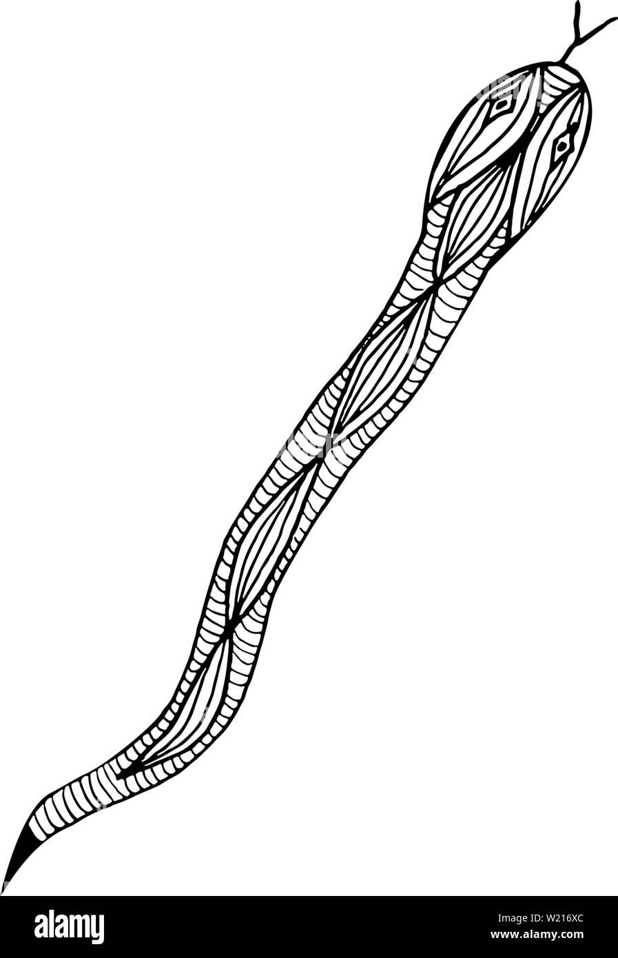 Hand drawn illustrations of viper snake isolated on white background ...