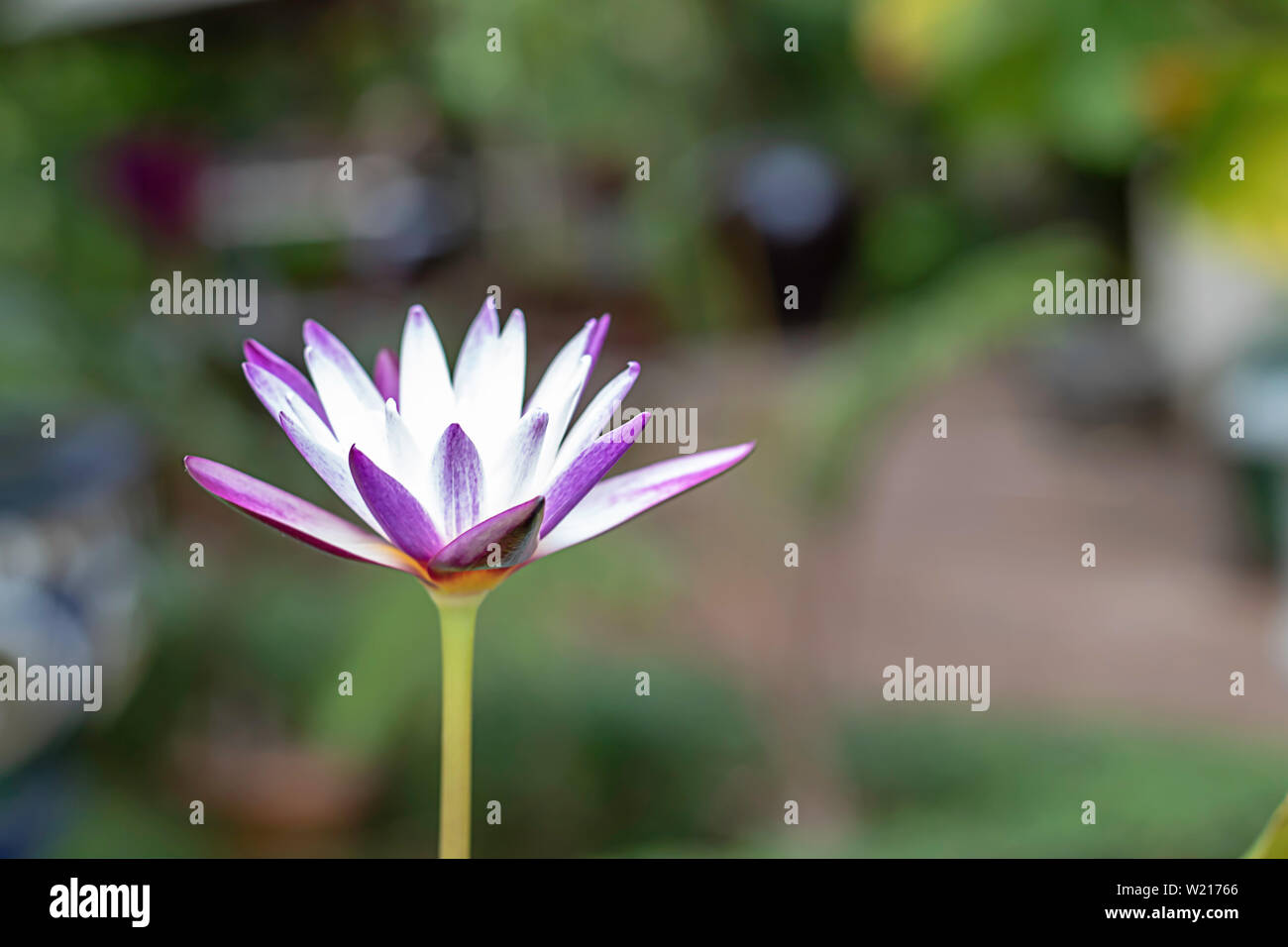 Lotus stalk hi-res stock photography and images - Alamy