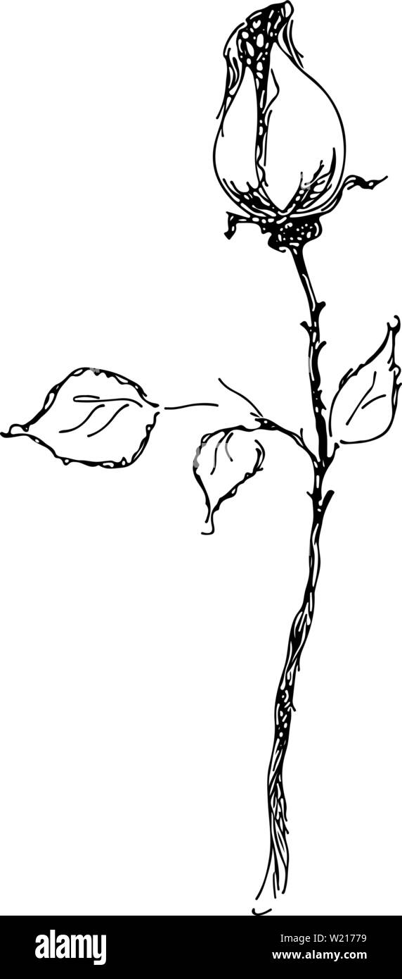 Dead Rose Flower Drawing