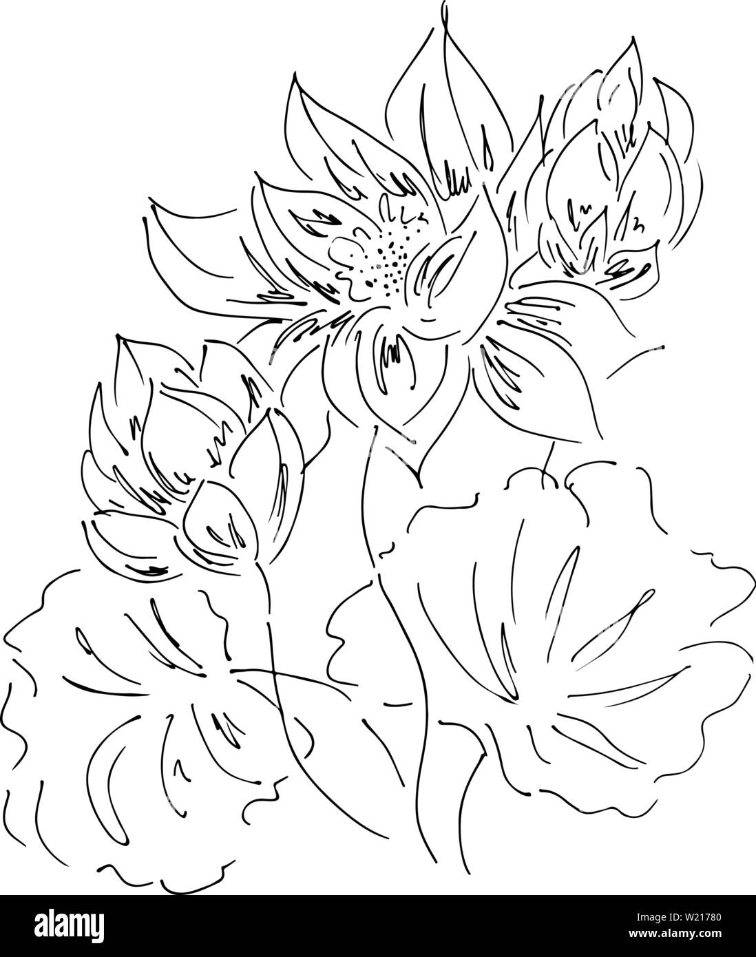 Japanese Lotus Flower Outline Japanese Lotus Flower Photos And Images