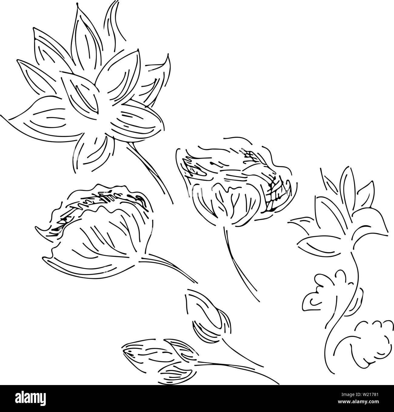 Abstract hand drawn set of lotus flowers isolated on white background ...