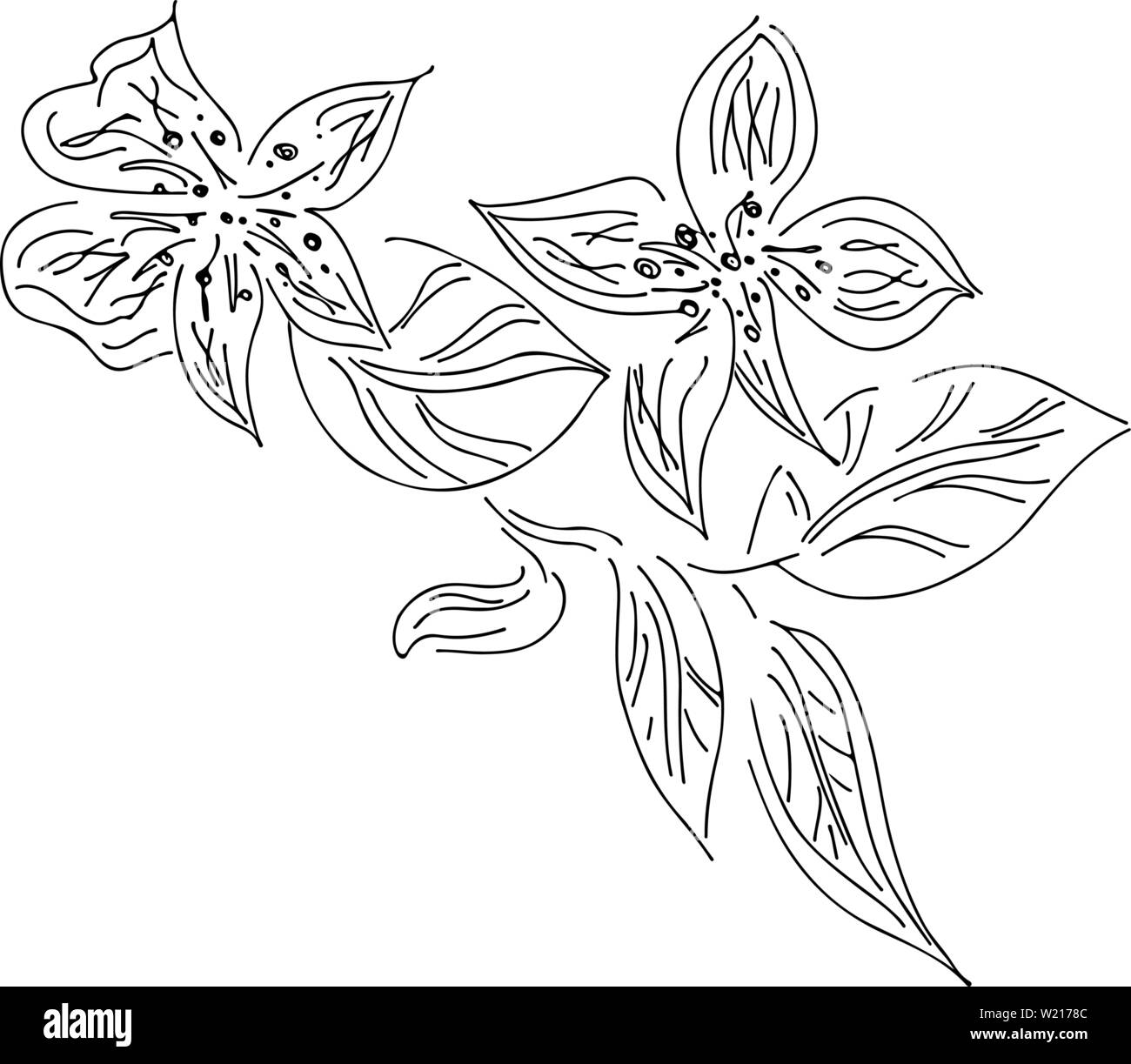 Lotus Flower Drawing Top View