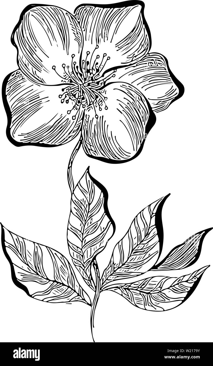 Hand drawn dog rose flower outline icon isolated on white background ...