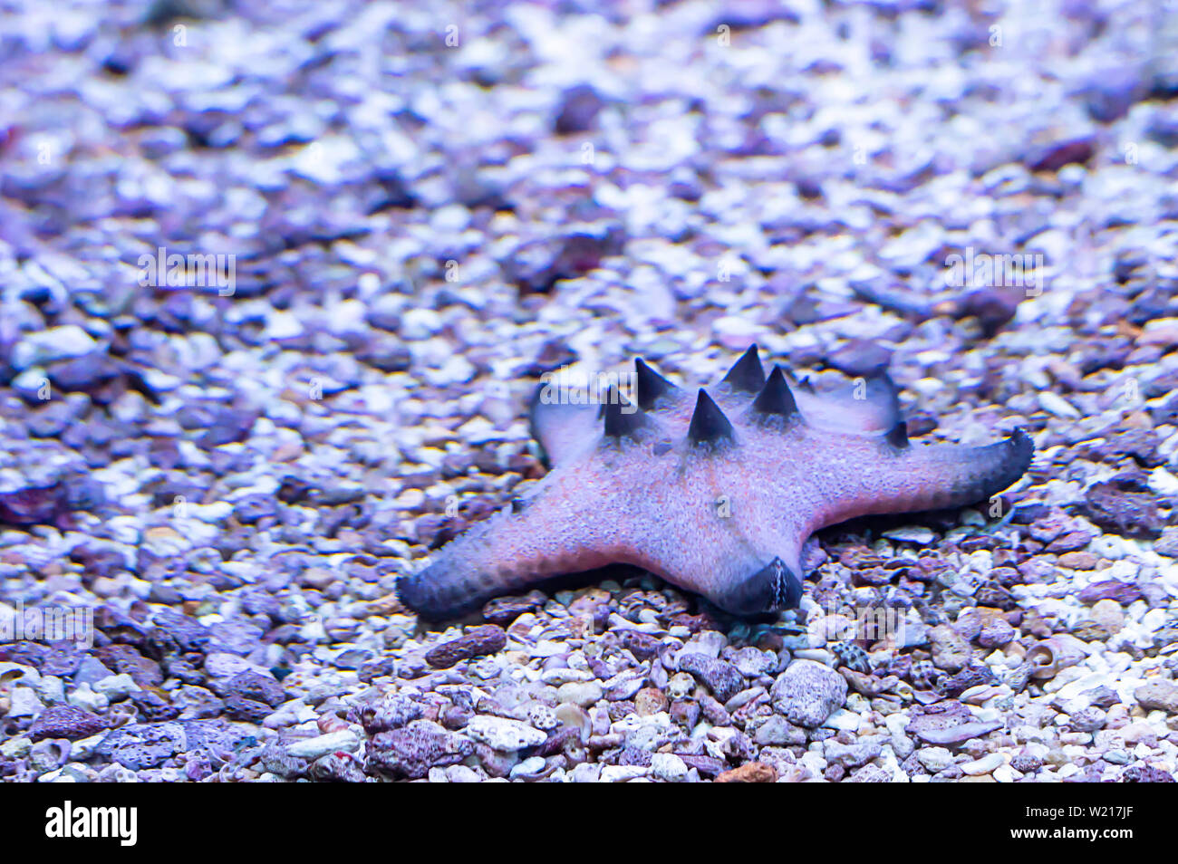 Colorful starfish on coral in the ocean, Thailand Stock Photo - Alamy