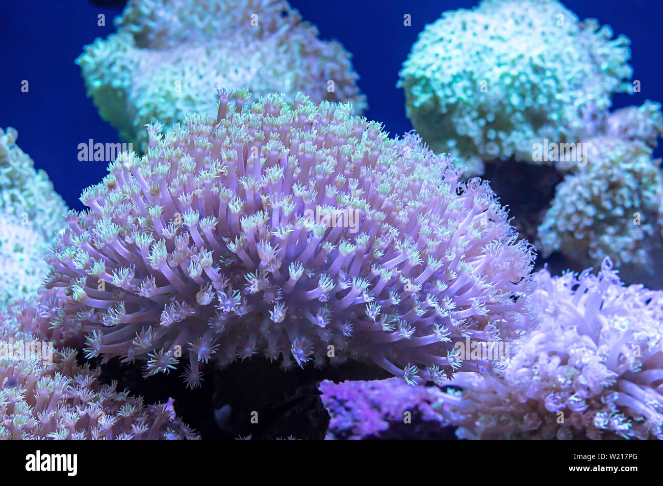 Colorful corals under the sea in Thailand Stock Photo - Alamy