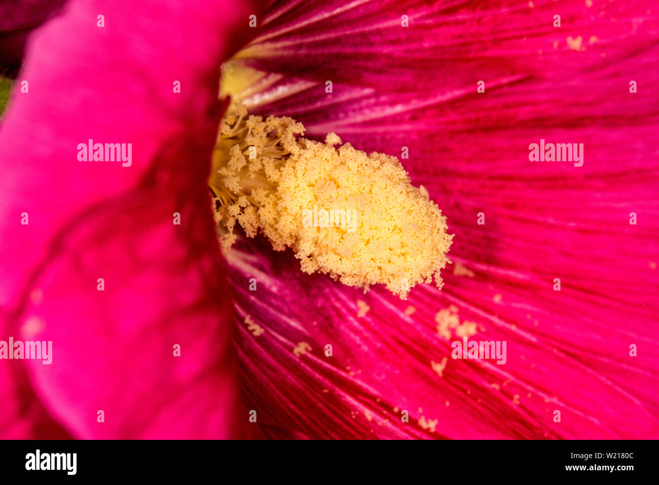mallow, medicinal plant flower Stock Photo - Alamy