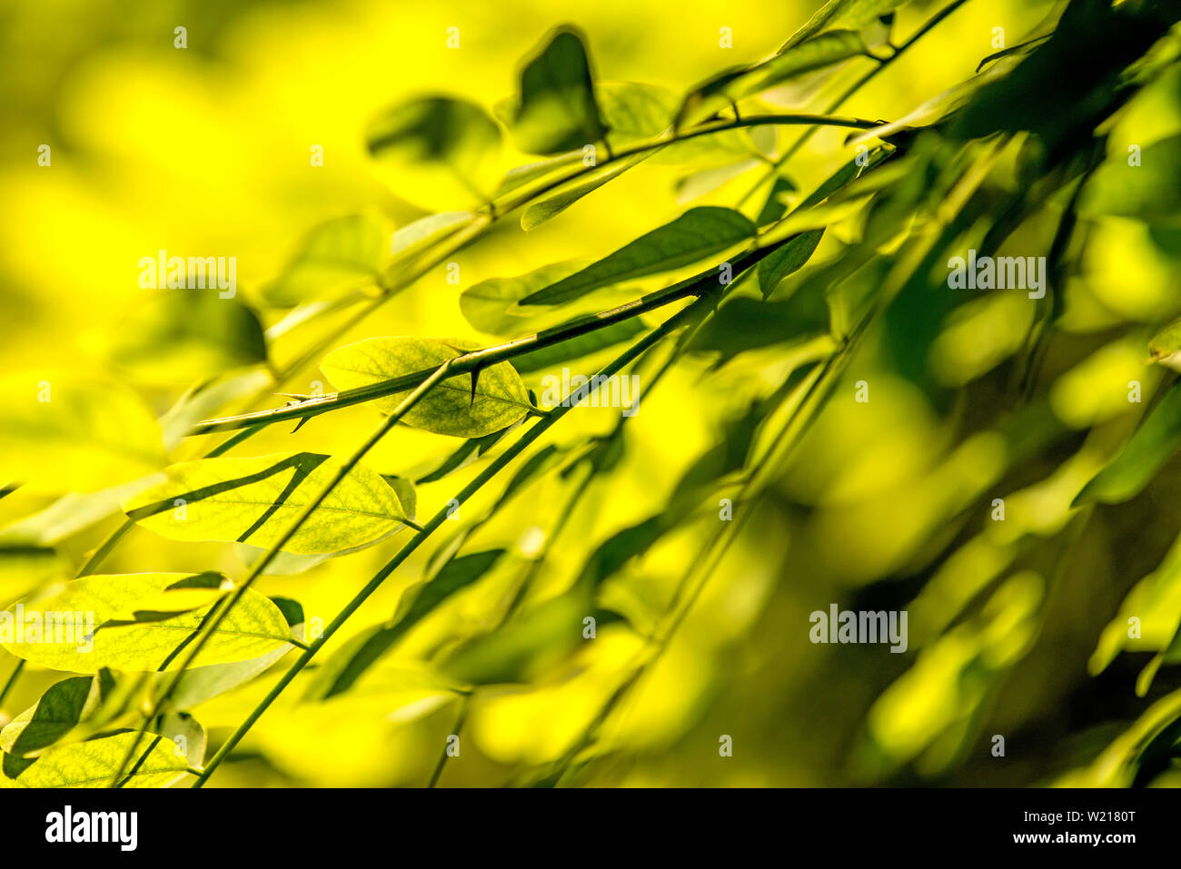 Yellow false acacia hi-res stock photography and images - Alamy