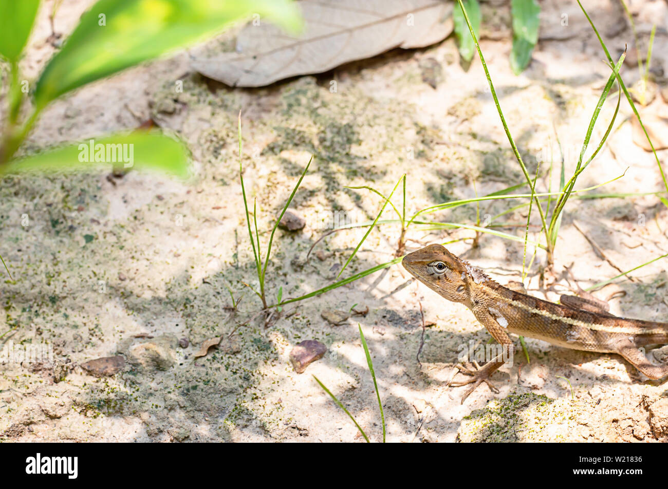 Small Long tailed lizard branches sheds On the ground Stock Photo - Alamy