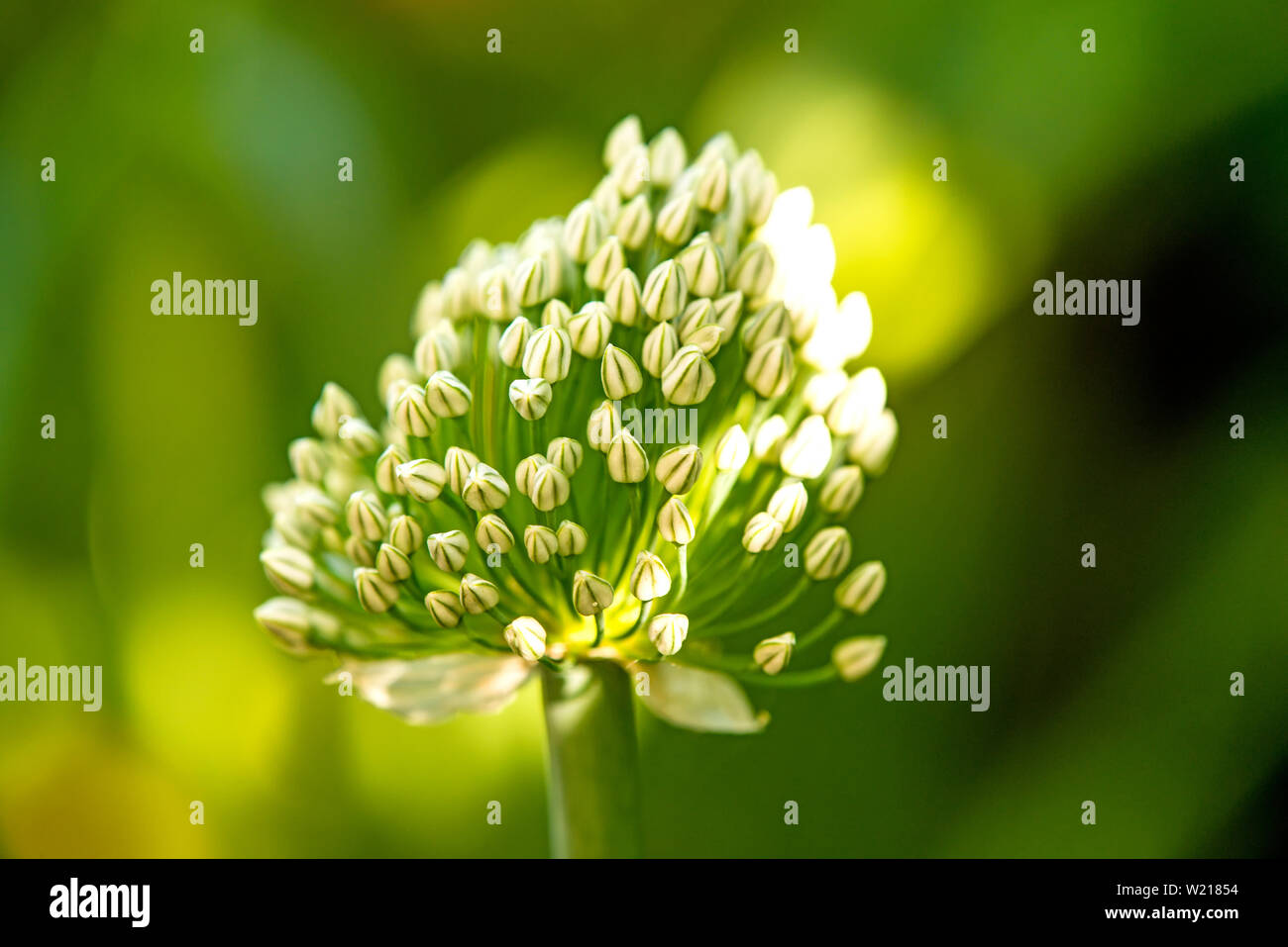 spring onion with flower and blurred background Stock Photo - Alamy