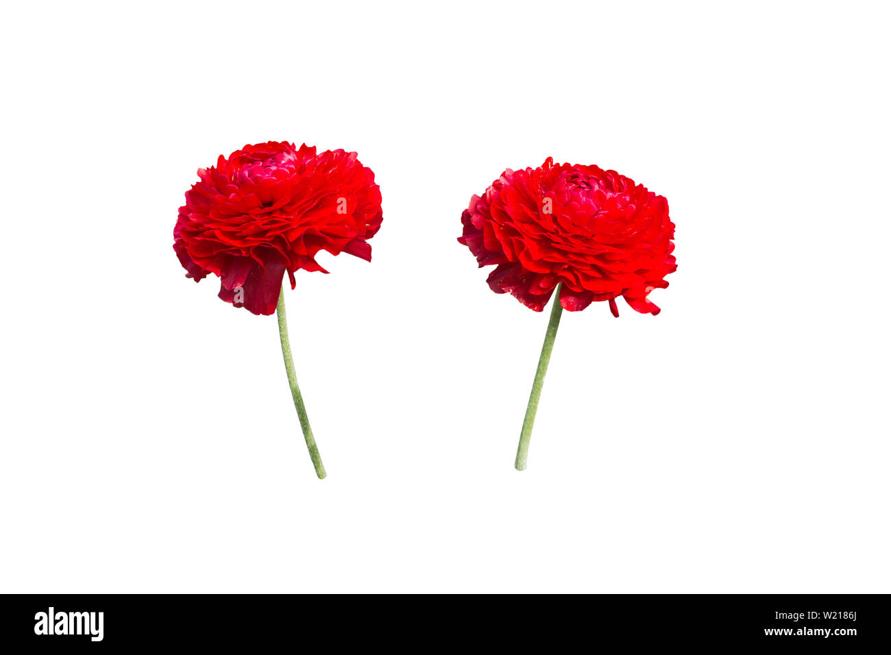 Red persian buttercup flowers (ranunculus) isolate on white background ...