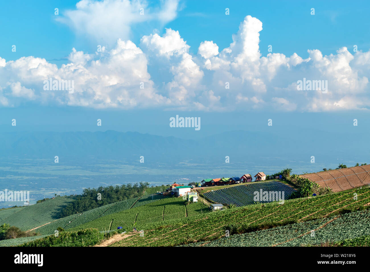Single cabbage tree single cabbage tree hi-res stock photography and ...