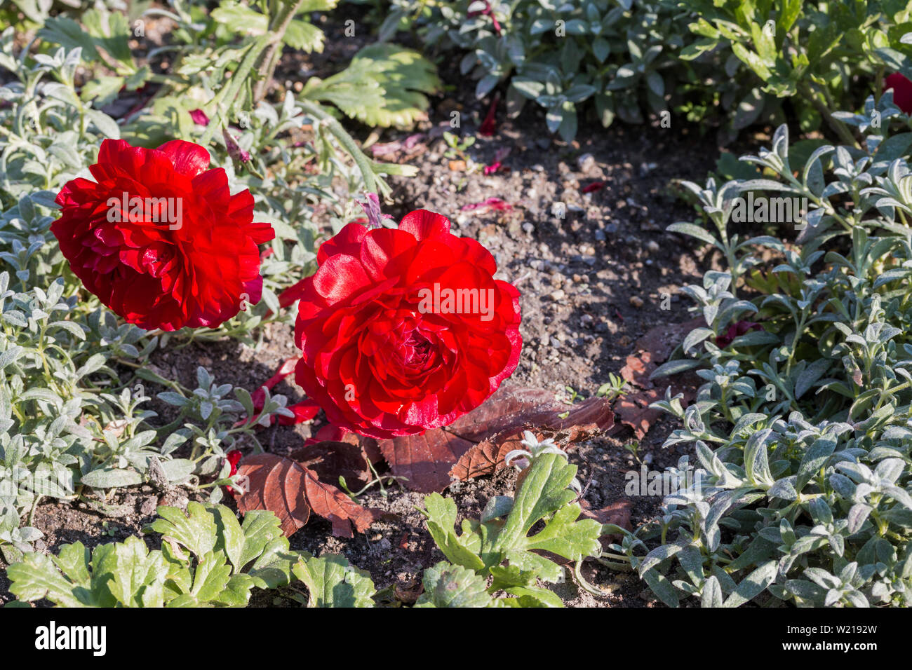 Red persian buttercup flowers (ranunculus) in flower garden Stock Photo ...