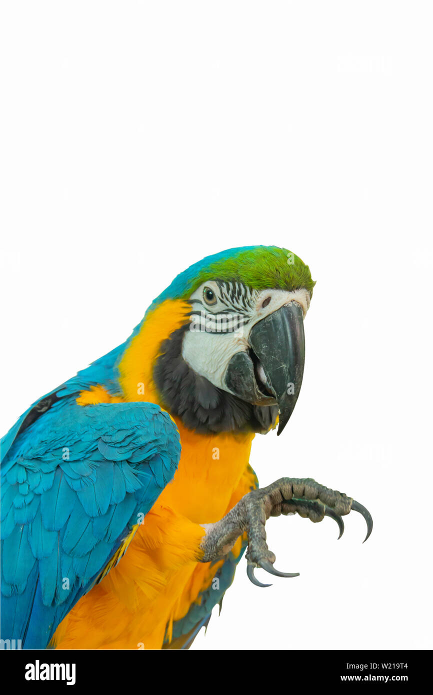 Portrait Parrots on white background Stock Photo - Alamy