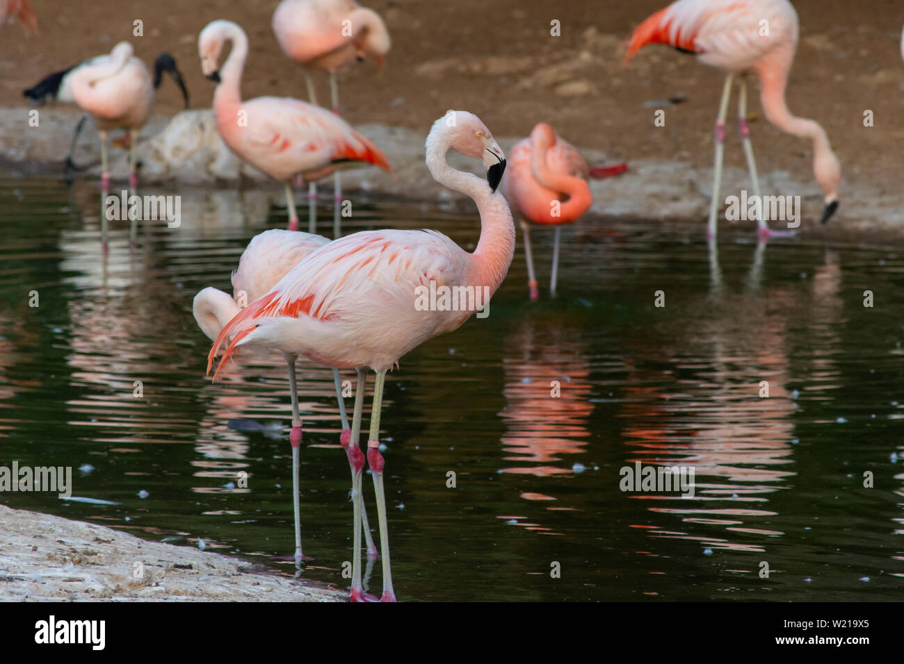 Pink flamingo walking sunset hi-res stock photography and images - Alamy
