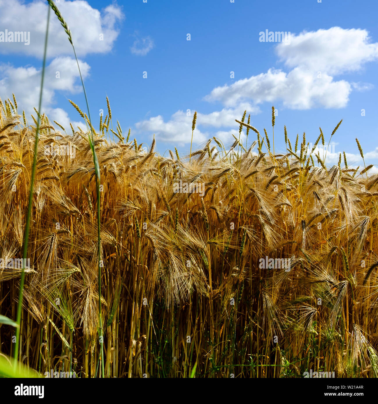 Barley Field in Summer as crops ripen in Dorset Stock Photo - Alamy