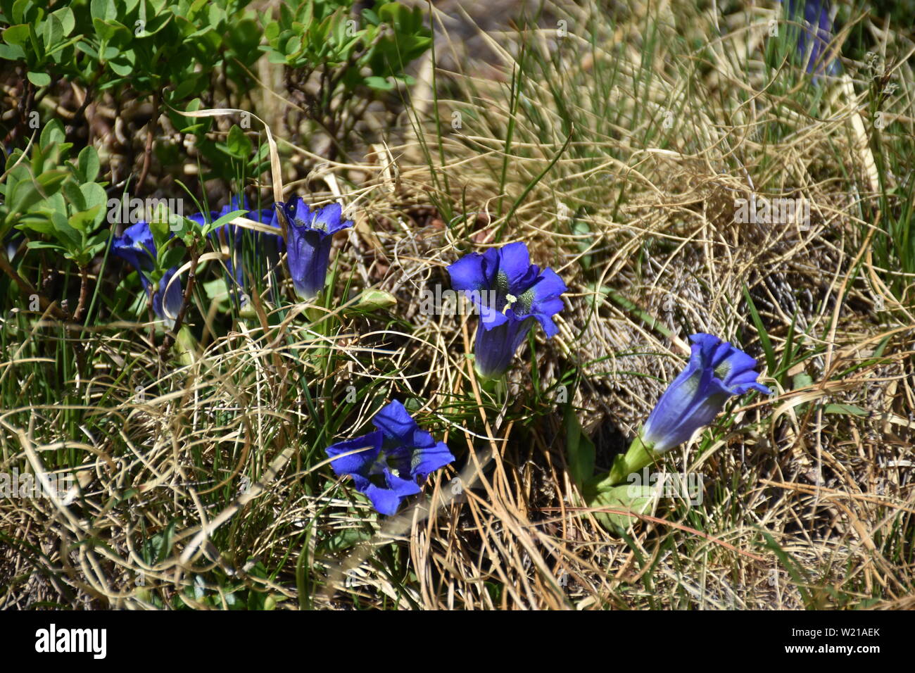 Enzian alm hi-res stock photography and images - Alamy
