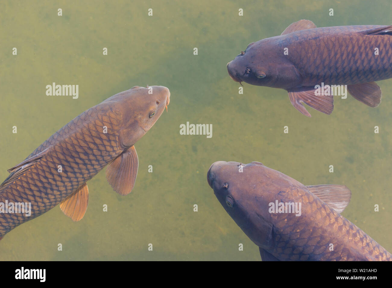 Three black koi fish meeting in the pond Stock Photo - Alamy